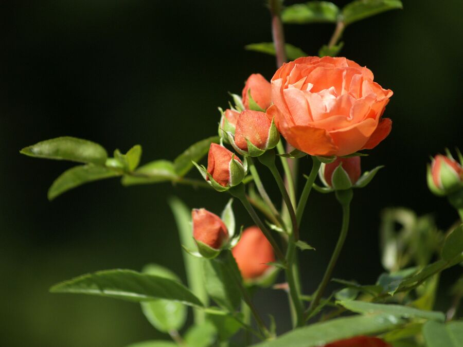 Margo Koster – Rose-Biblio