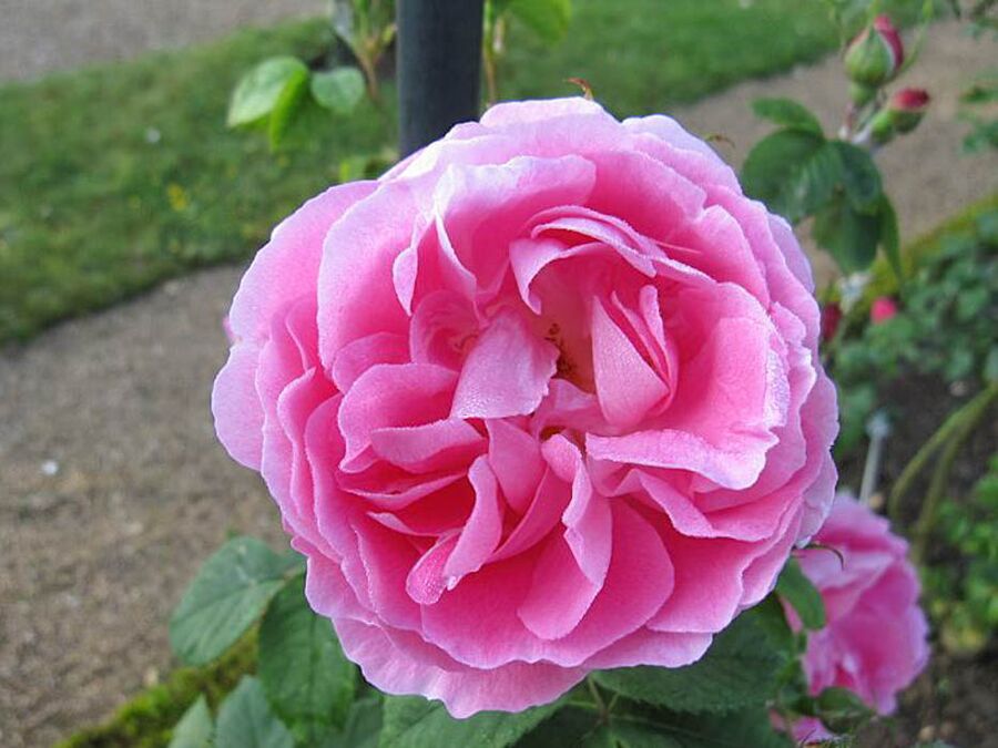 Céline, Bourbon – Rose-Biblio