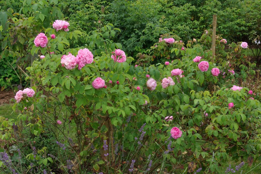 Sidonie – Rose-Biblio