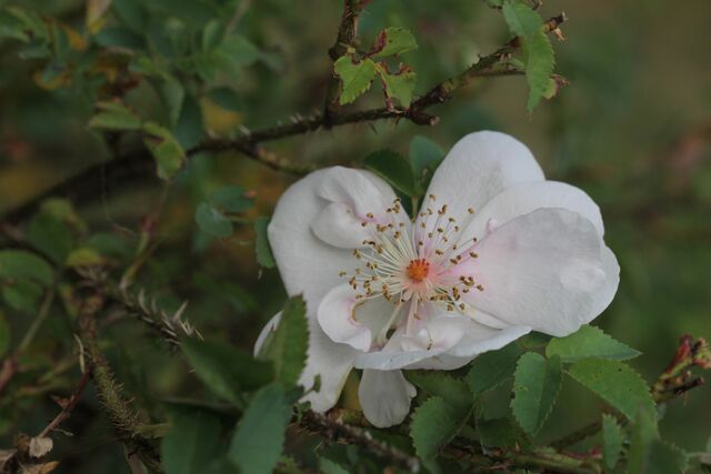 Christiane – Rose-Biblio