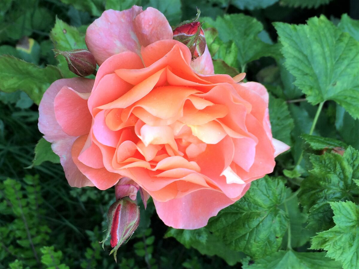 Pat Austin – Rose-Biblio