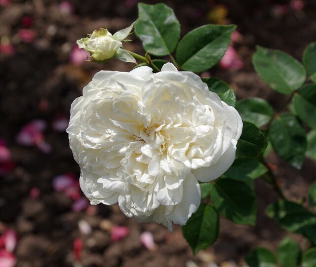 Colonial White – Rose-Biblio