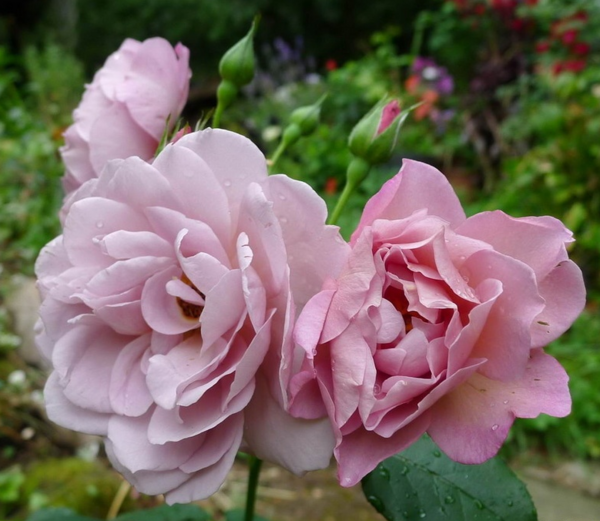 Lavender Pinocchio – Rose-Biblio