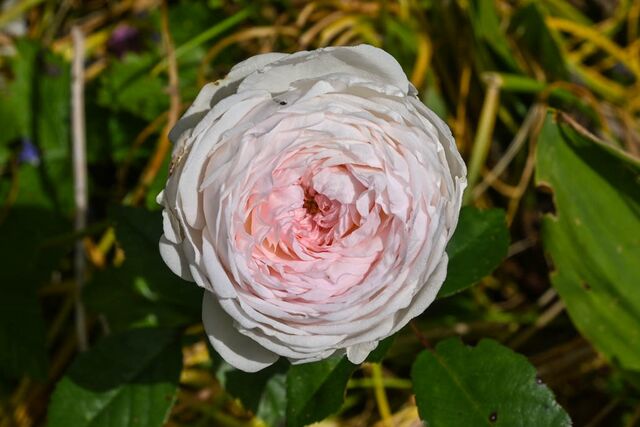 Clothilde Soupert, Polyantha – Rose-Biblio
