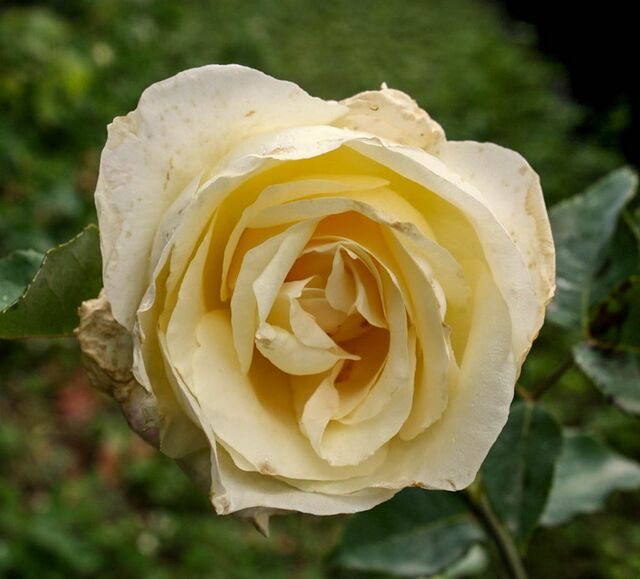 Cayetana Stuart – Rose-Biblio