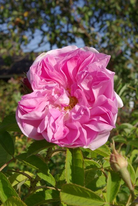 Rose de Puteaux – Rose-Biblio