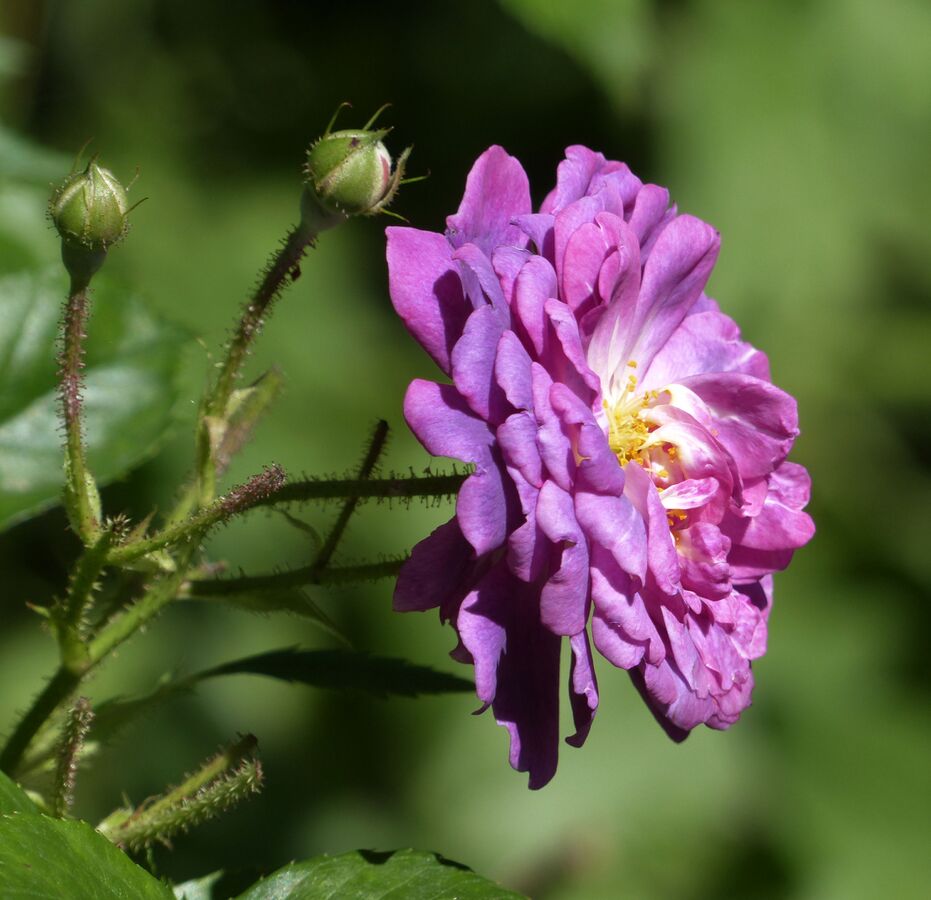 Mosel – Rose-Biblio