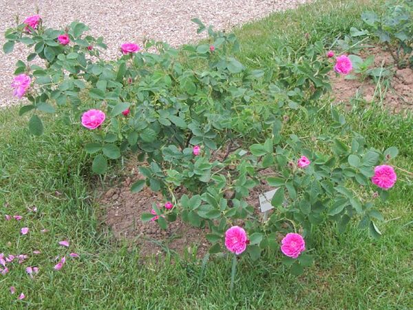 Petite Orléanaise – Rose-Biblio
