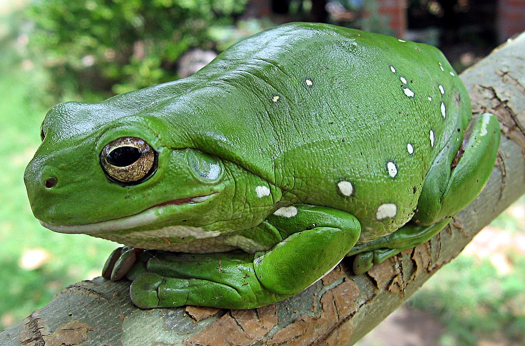 Frog UnAnything Wiki
